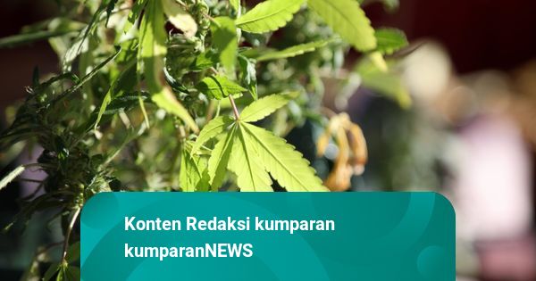 Kebun Ganja di Thailand Terbakar, Bikin Warga dan Wisatawan Ketawa ... Kebun Ganja di Thailand Terbakar, Bikin Warga dan Wisatawan Ketawa ...